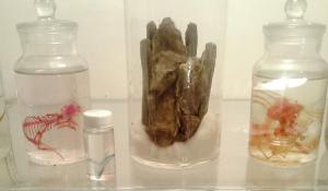 Death on Display: Morbid Anatomy Museum Opens in Brooklyn | Dapper ...